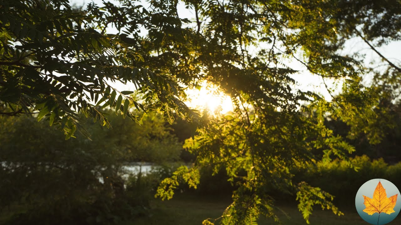 385||relaxing music for stress free|calm music|sleepmusic|#snvmusic ...