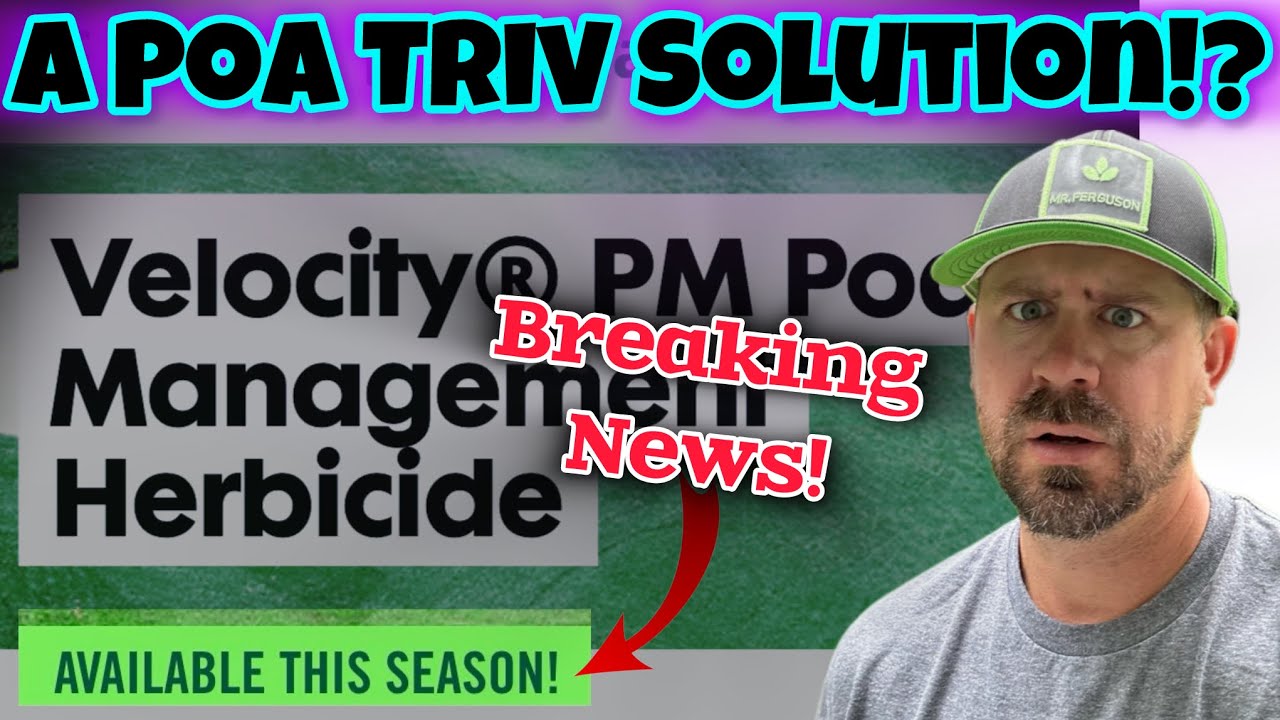 Control Poa Annua & Poa Triv In Tall Fescue? Is This Real??? - YouTube