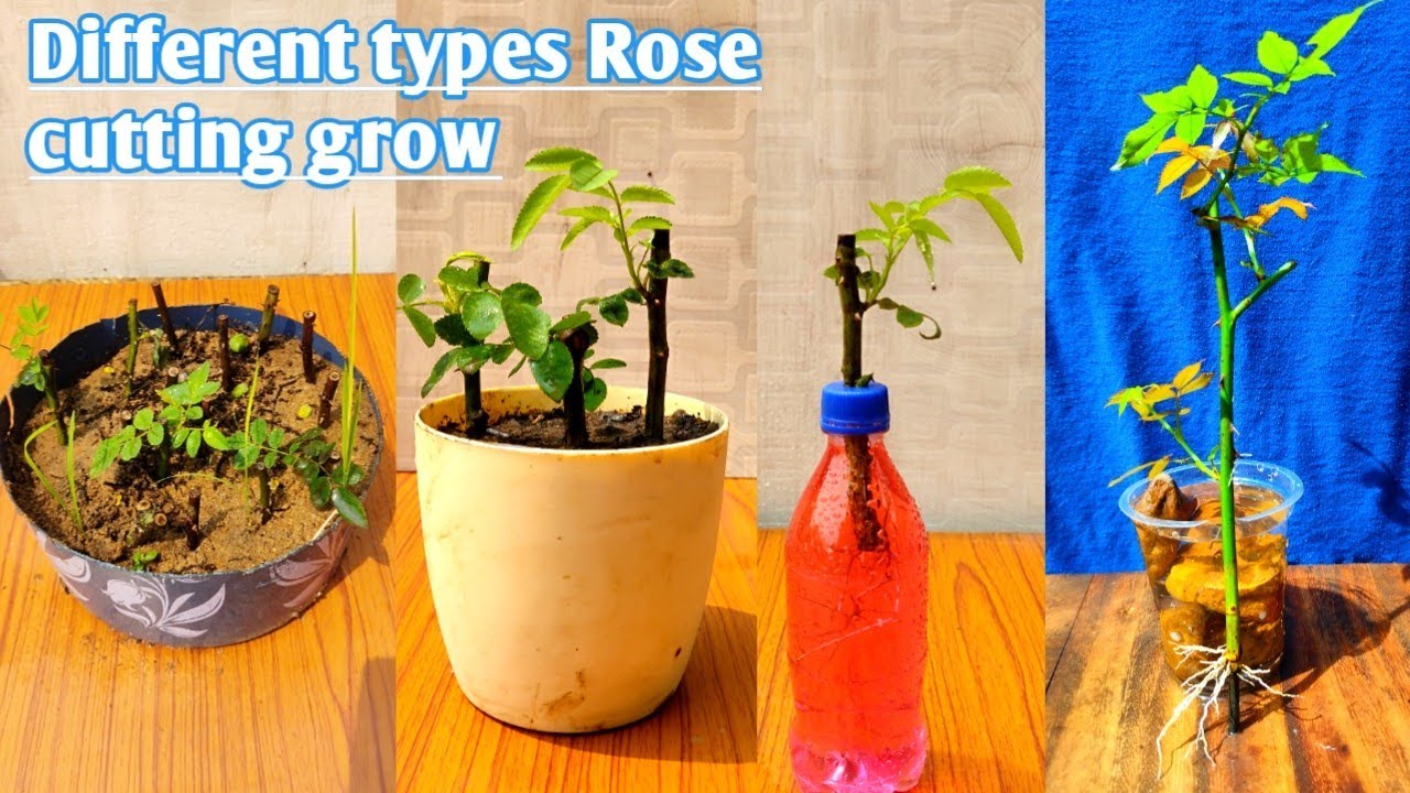 Easy and simple process to grow different types rose cutting - YouTube