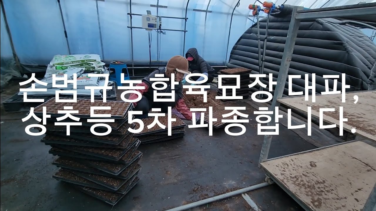 240302토 대파상추외5차파종 곰취가지비트 2차파종 배추1차파종 손범규농합육묘장 어디에나 미생단 세트 면역