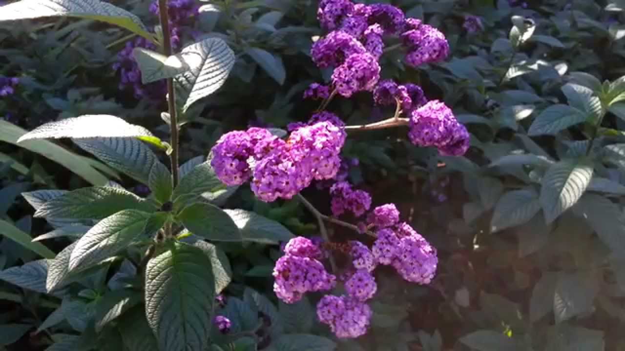Heliotropium arborescens - Lord Roberts - cherry pie - Garden ...