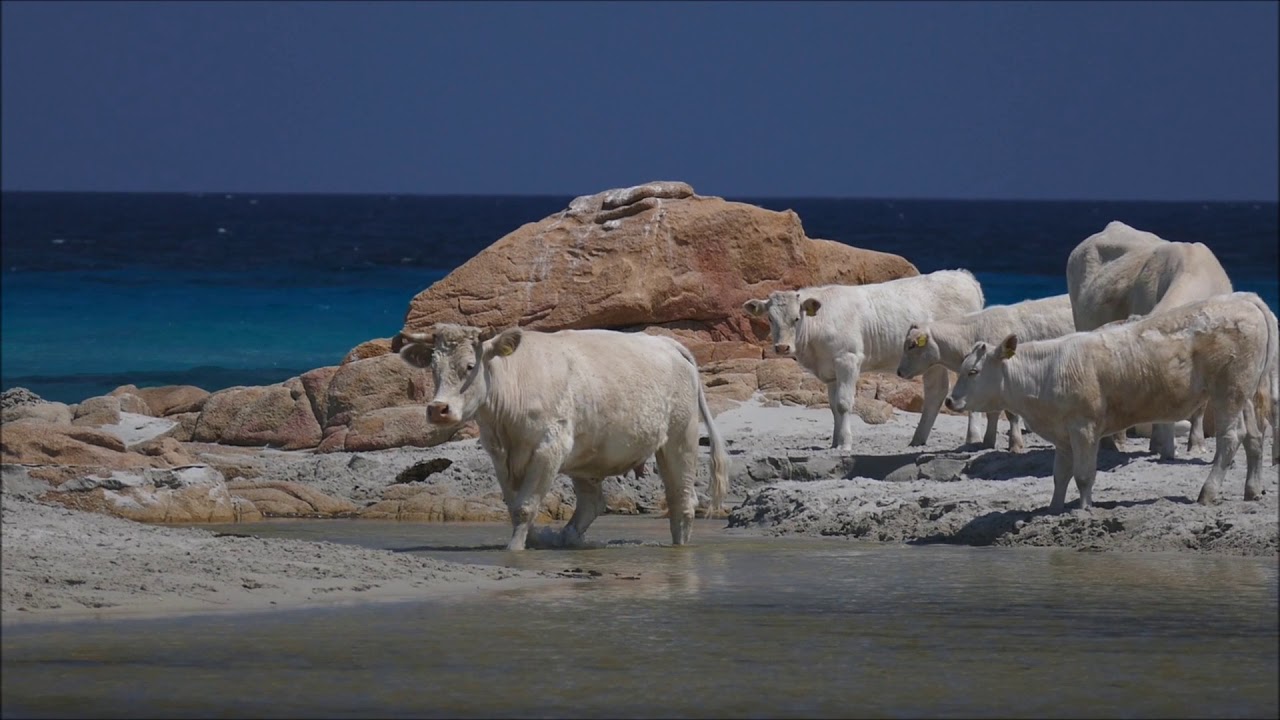 Vacanze al mare delle mucche bianche Charolaise. Bèrchida Siniscola ...