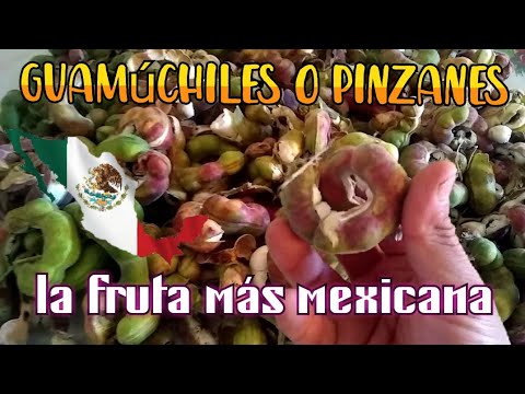 guamuchiles o pinzones la fruta más mexicana 🇲🇽👌 - YouTube