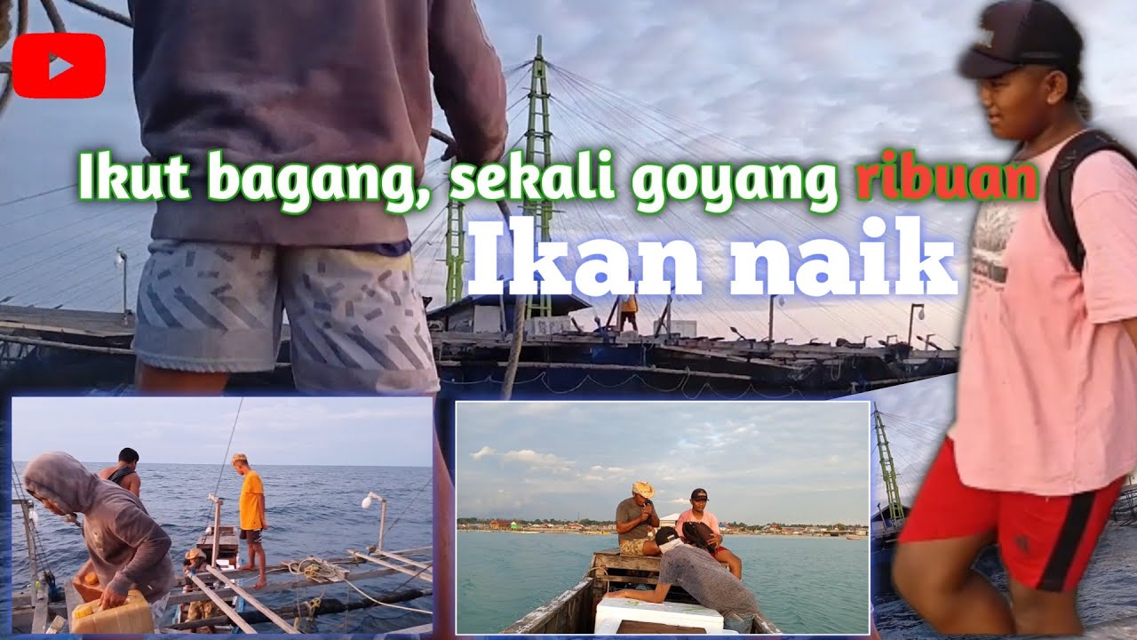 Ribuan ikan ruma-ruma dan ikan teri naik bagang hanya sekali lipat # ...