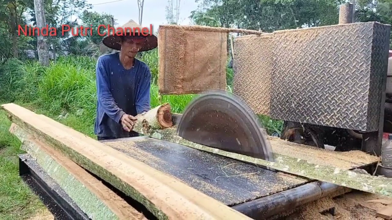 Wujud asli dari kayu waru gunung sangat beda jauh galihnya dengan waru ...