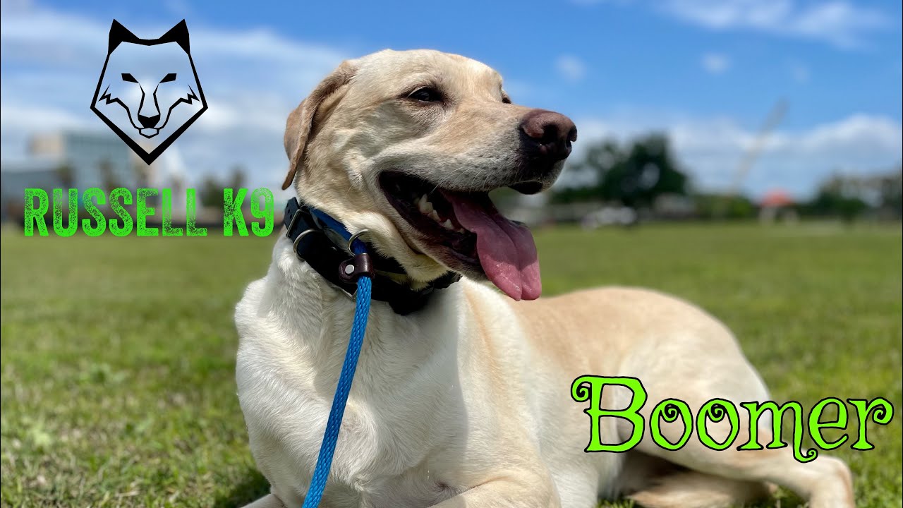 Russell K9/ Boomer/ Lab mix/ 2 week program - YouTube
