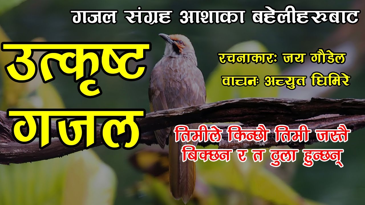 Timile kinchhau timi jastai | Nepali Gajal by Jaya Gaudel | Nepali ...