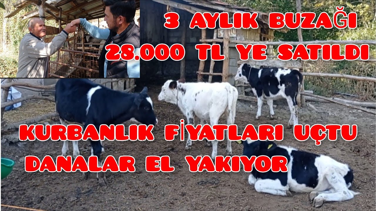 CANLI HAYVAN FİYATLARI. 3 AYLIK BUZAĞI 28.000 TL.YE SATILDI. DANA ...
