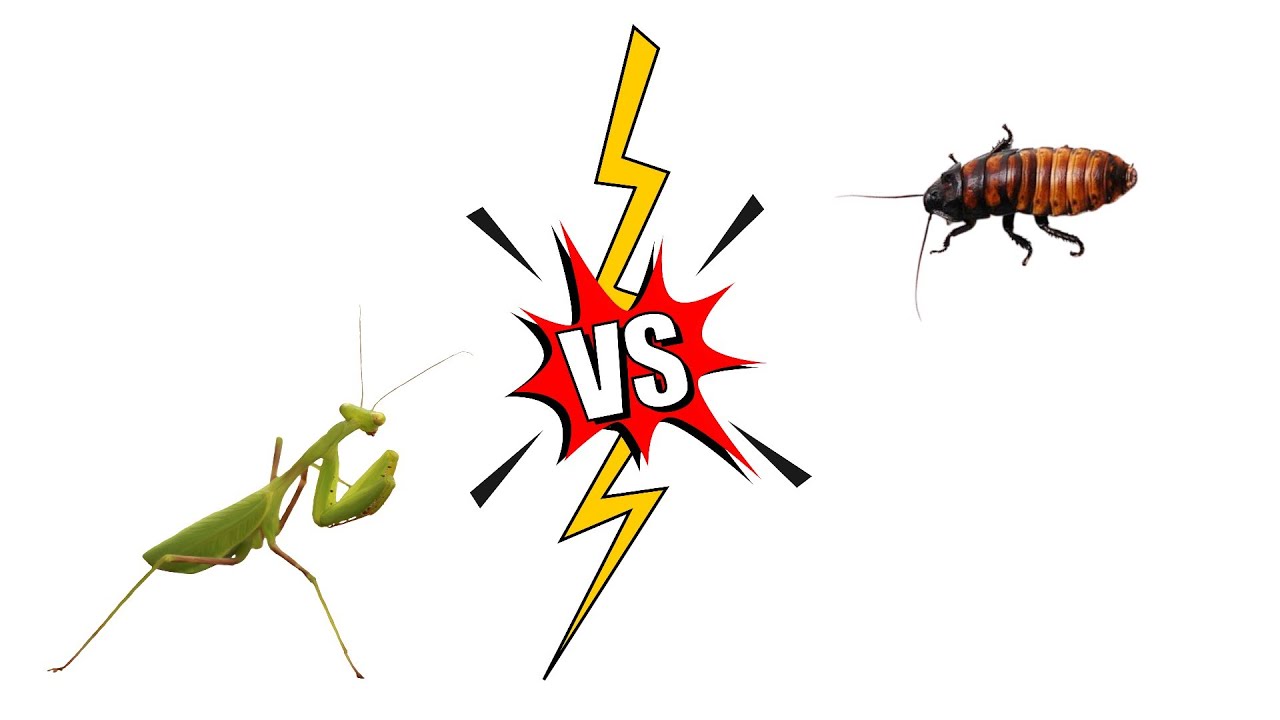 Praying Mantis vs Madagascar Hissing Cockroach - YouTube