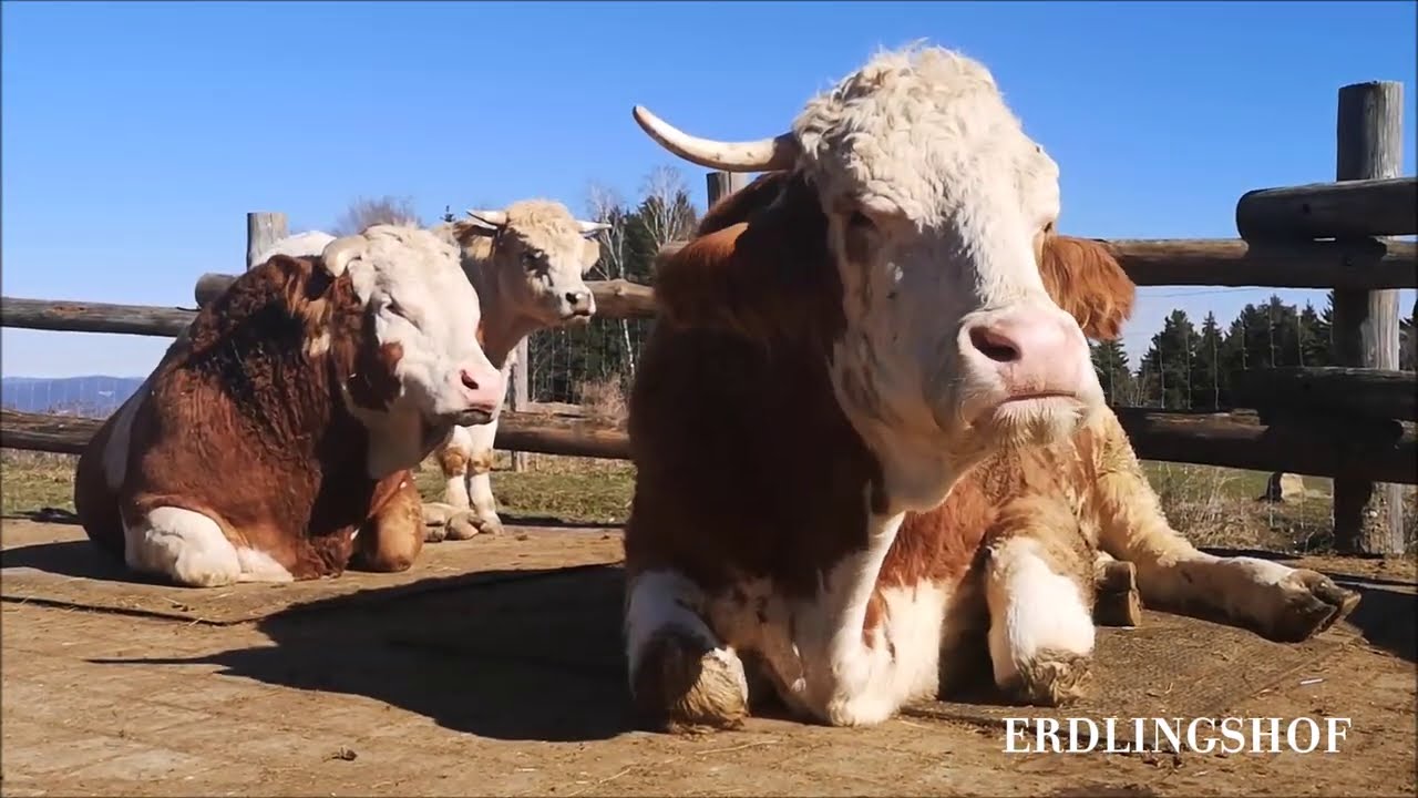 Erdlingshof: Die Rinder Ferdinand, Oskar und Ben dösen in der Sonne 🐮☀ ...