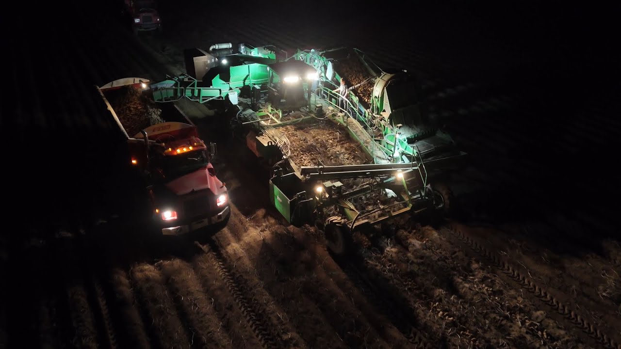 Bushman Potato Season 2024 - YouTube