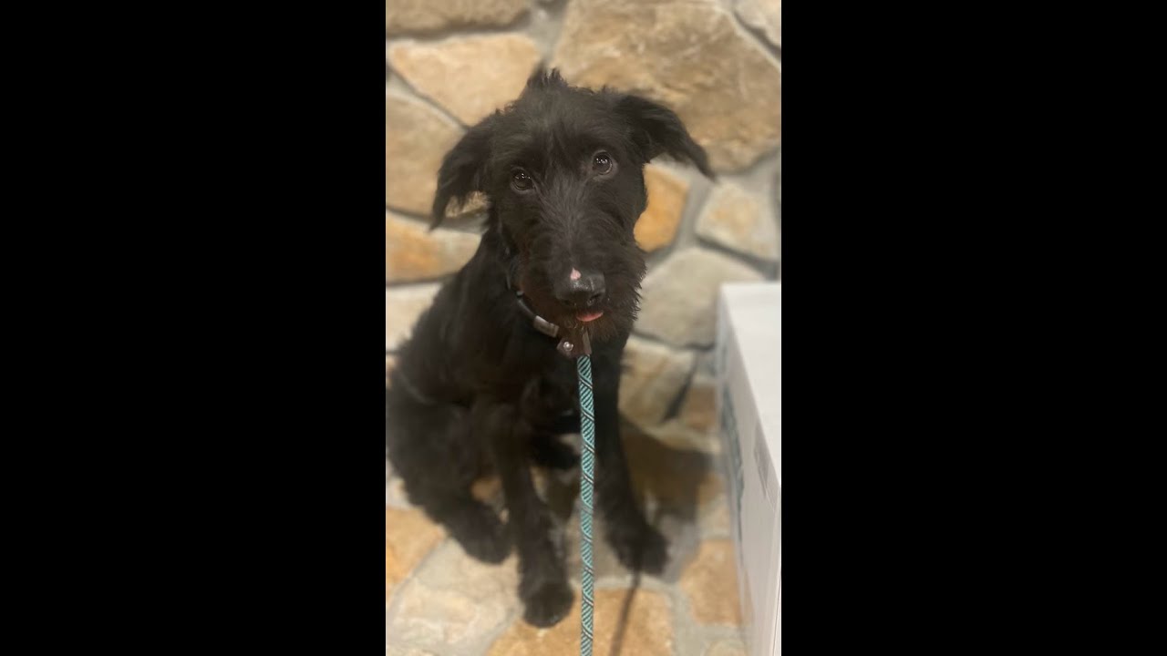 Ziggy - 6 Mo Malinois Doodle Mix - 2 Week Board and Train - Before ...