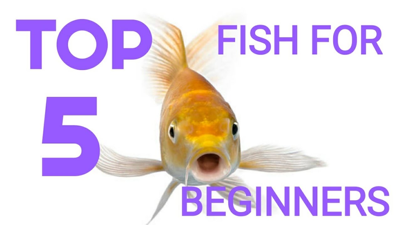 TOP 5 Best Beginner Fish - YouTube