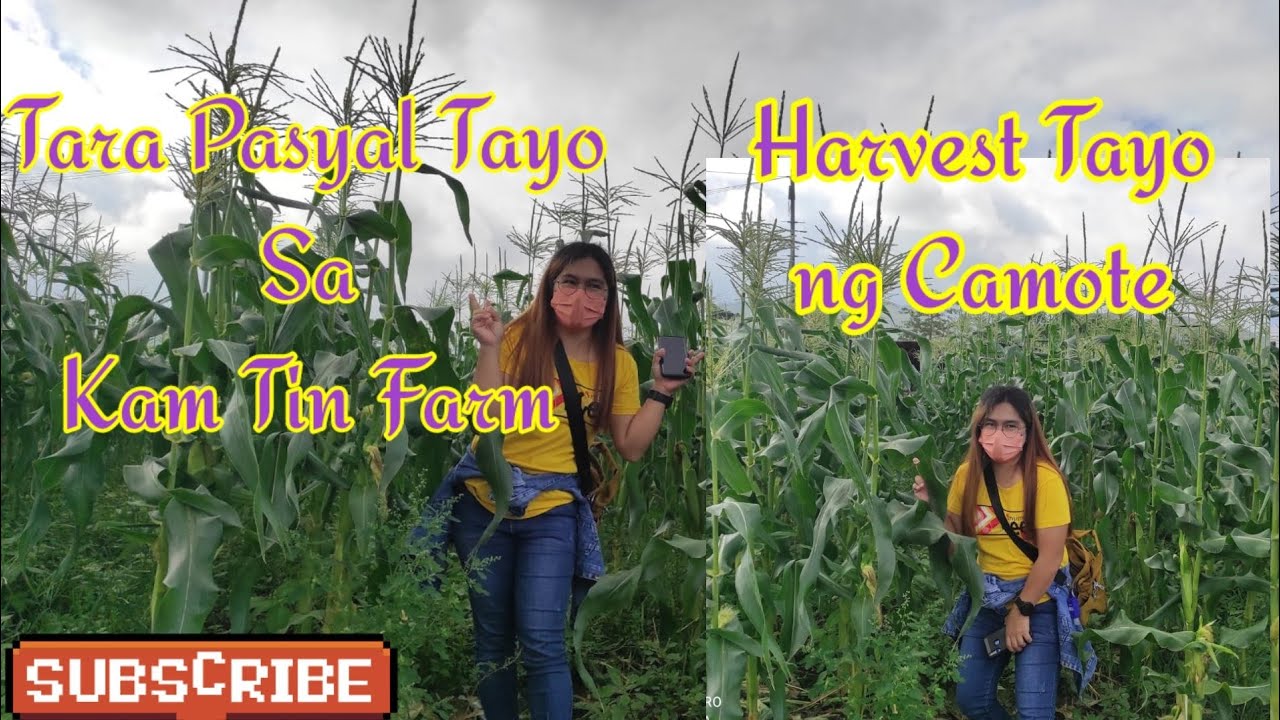 Tara sa Kam Tin Farm at magharvest tayo ng Camote - YouTube