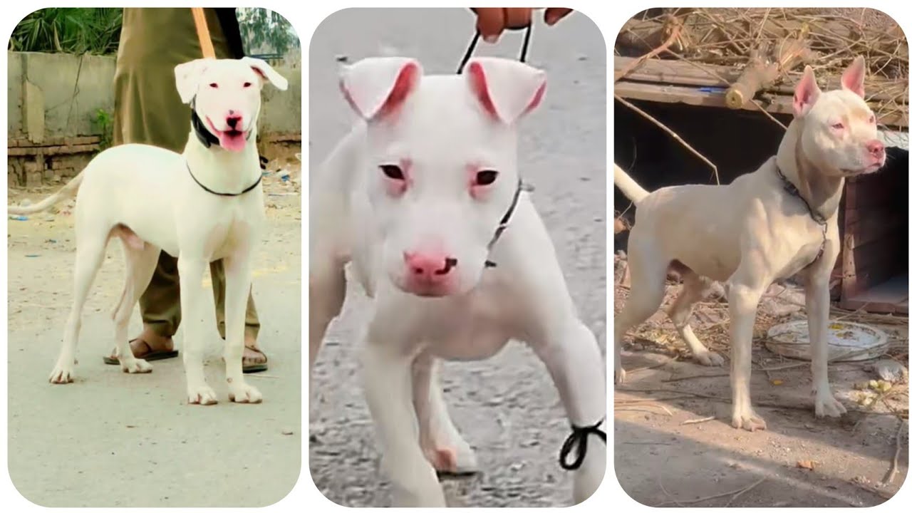 Kohati Gulter Bhully Gulter Original Bhully Gsd All Breed Available ...