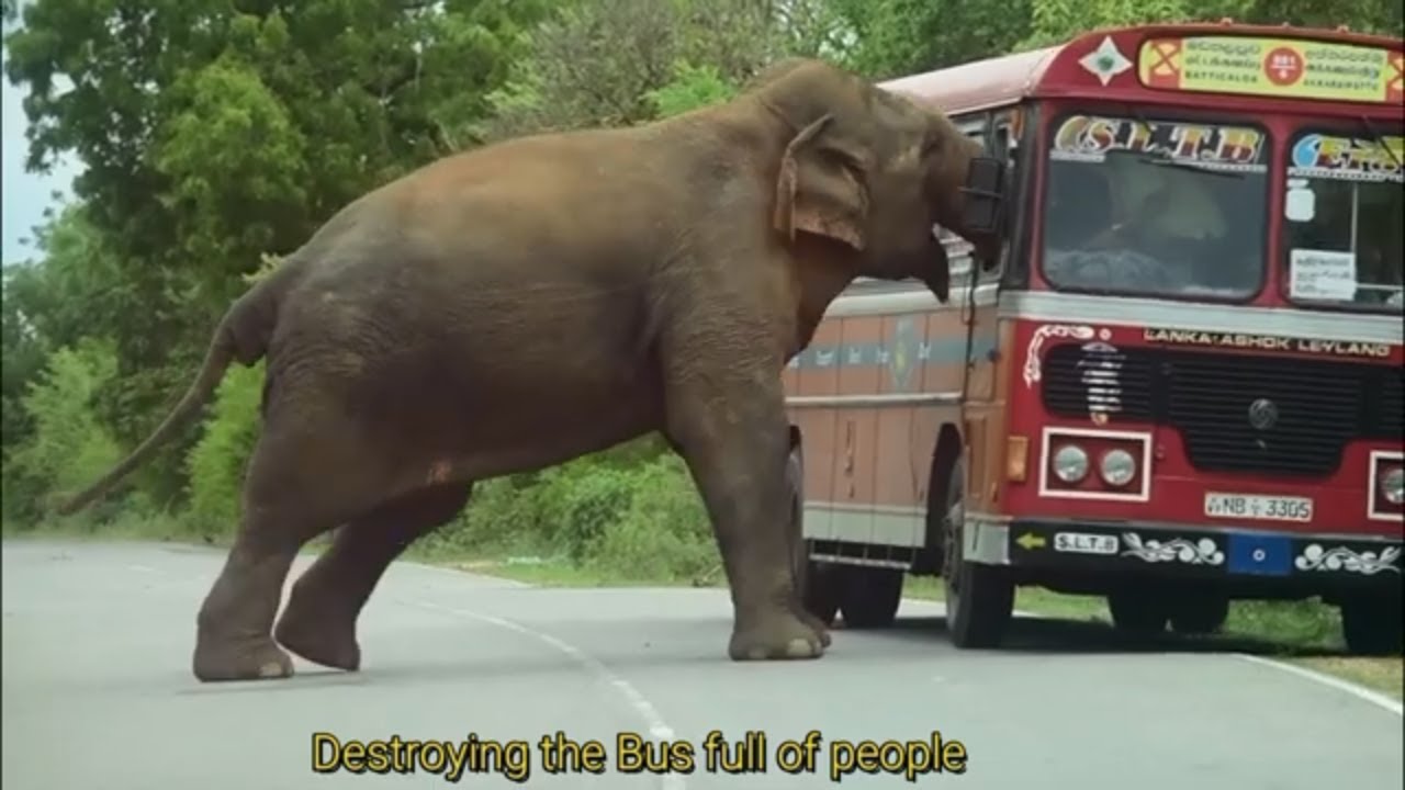 The Elephant Rampage on the Road රාජු සහ කණේහිලා සටන #elephant # ...