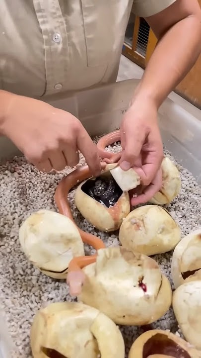 Baby python eggs born #thanksgiving #cooking #bread - YouTube