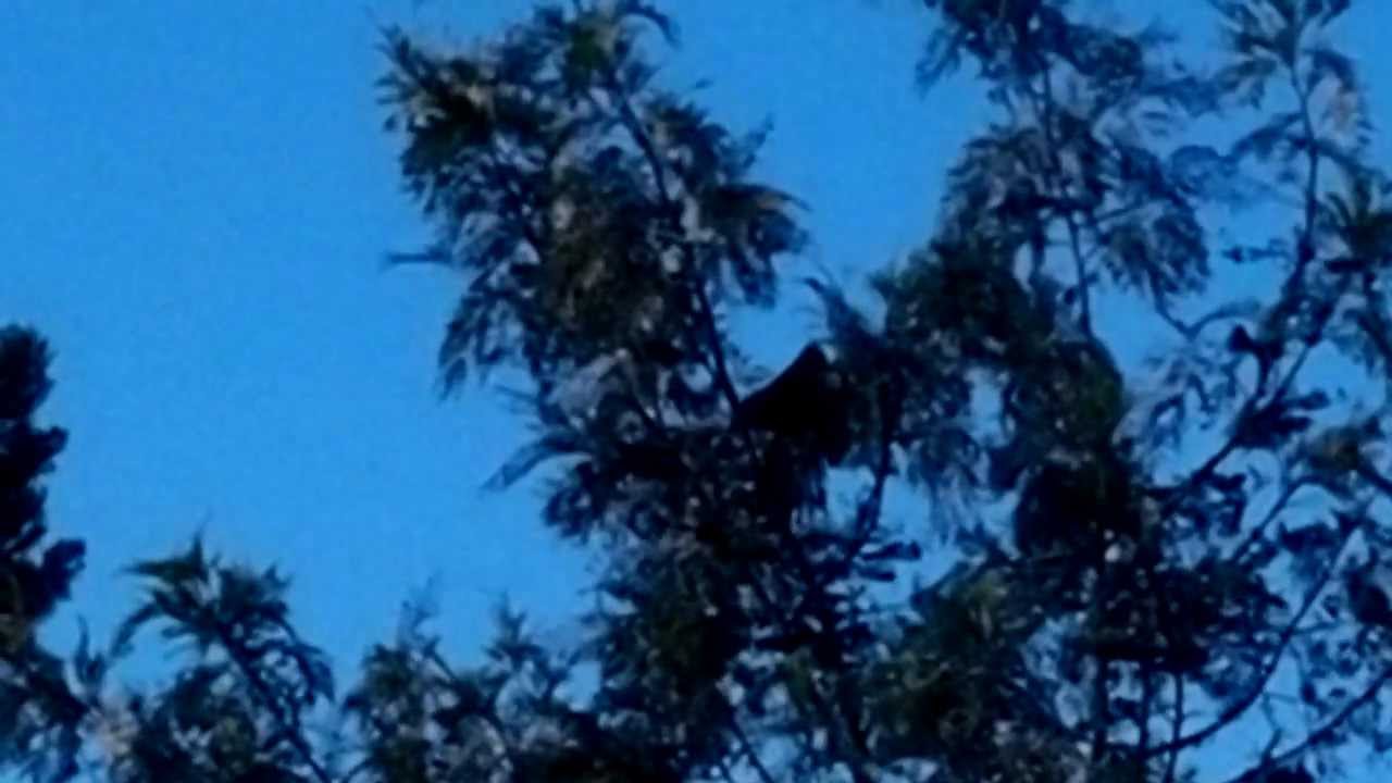 Call of the Pheasant Coucal - YouTube