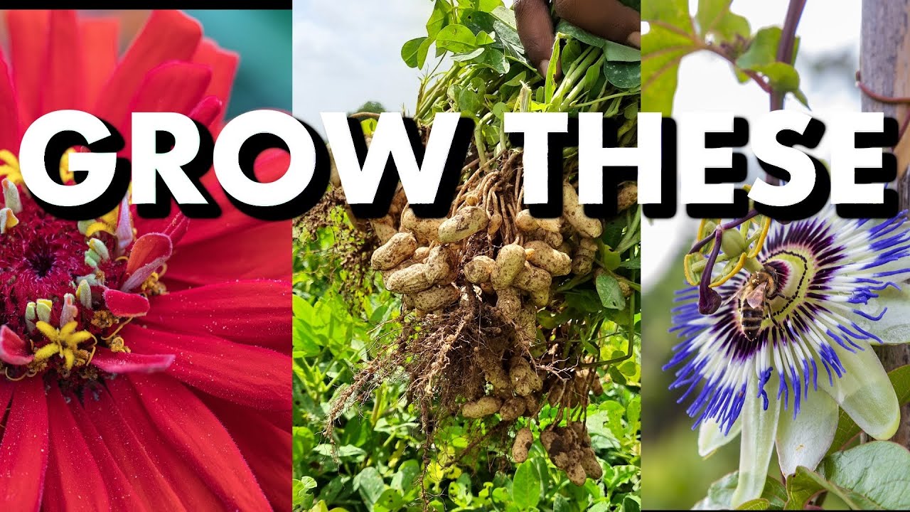 Plan To Grow Exotics In Your Garden! - YouTube