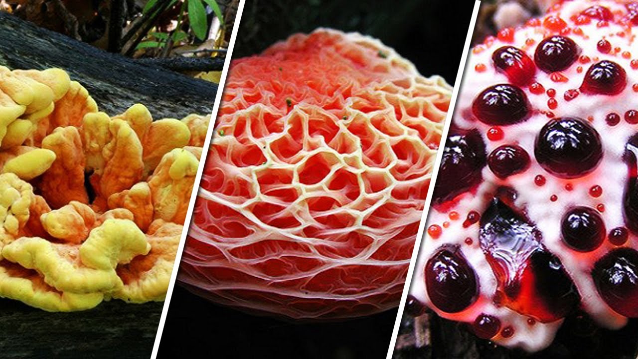 20 Different Types Of Fungi With Pictures YouTube 20-different-types-of-fungi-with-pictures-youtube