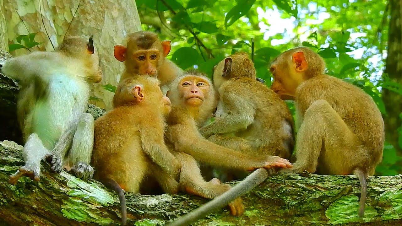 ALL ORPHAN BABY MONKEYS FAMILY - YouTube