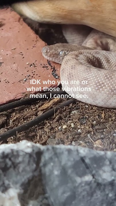 My baby boy is in shed! #snake #python #pet #reptile #shed #capcut ...