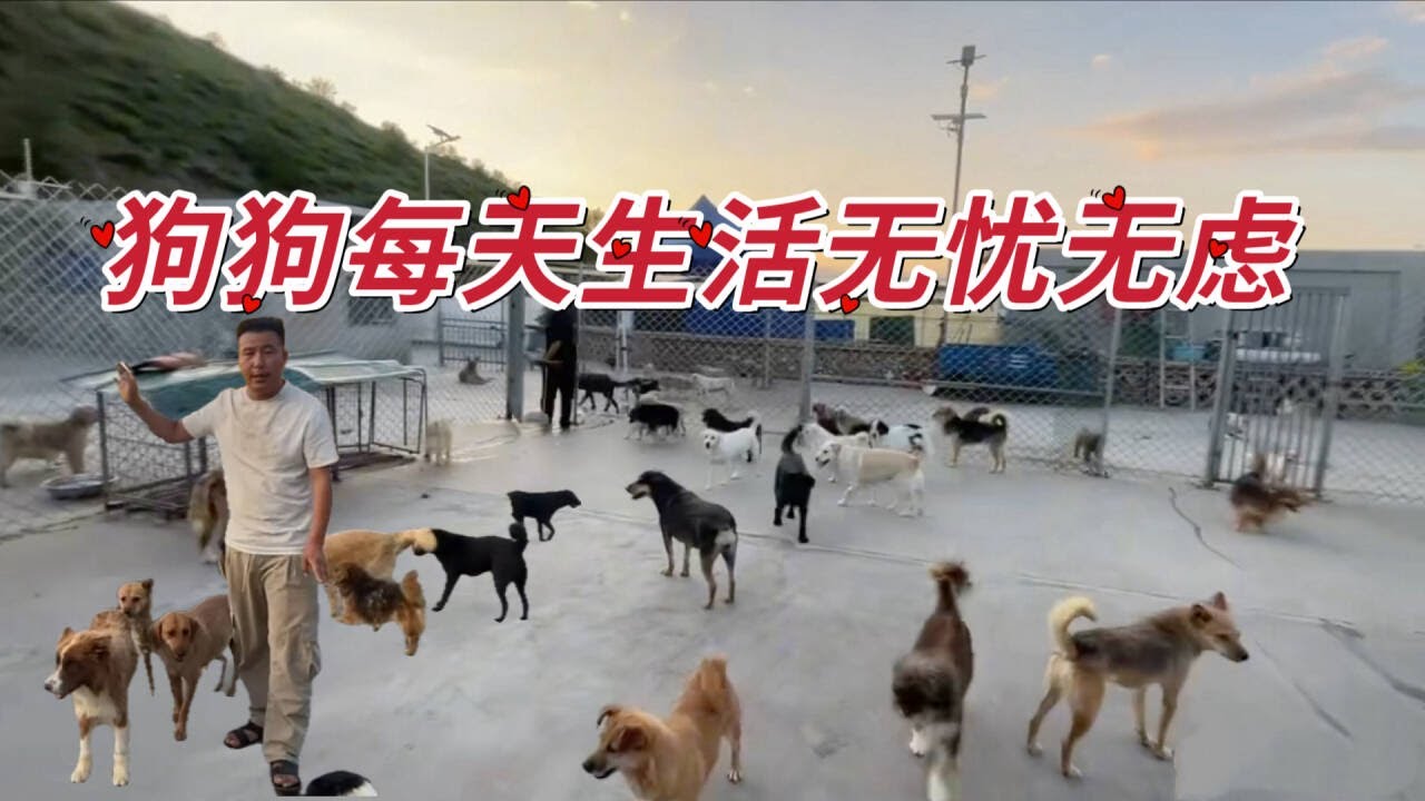 2025-7-23 Stray dog home 狗狗们每天下午开开心心的在场地里面打闹，过着无忧无虑的生活。 - YouTube