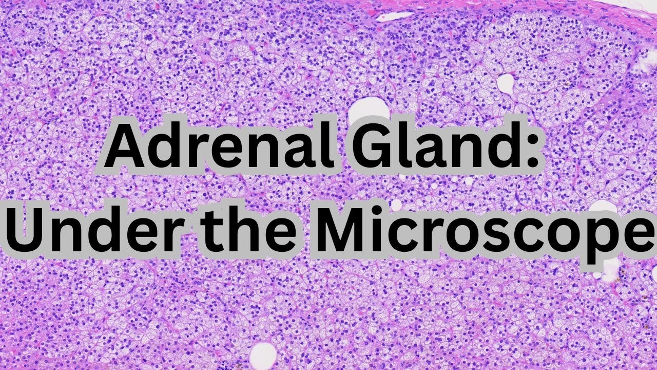 Adrenal Gland: Under the Microscope 🔬 - YouTube