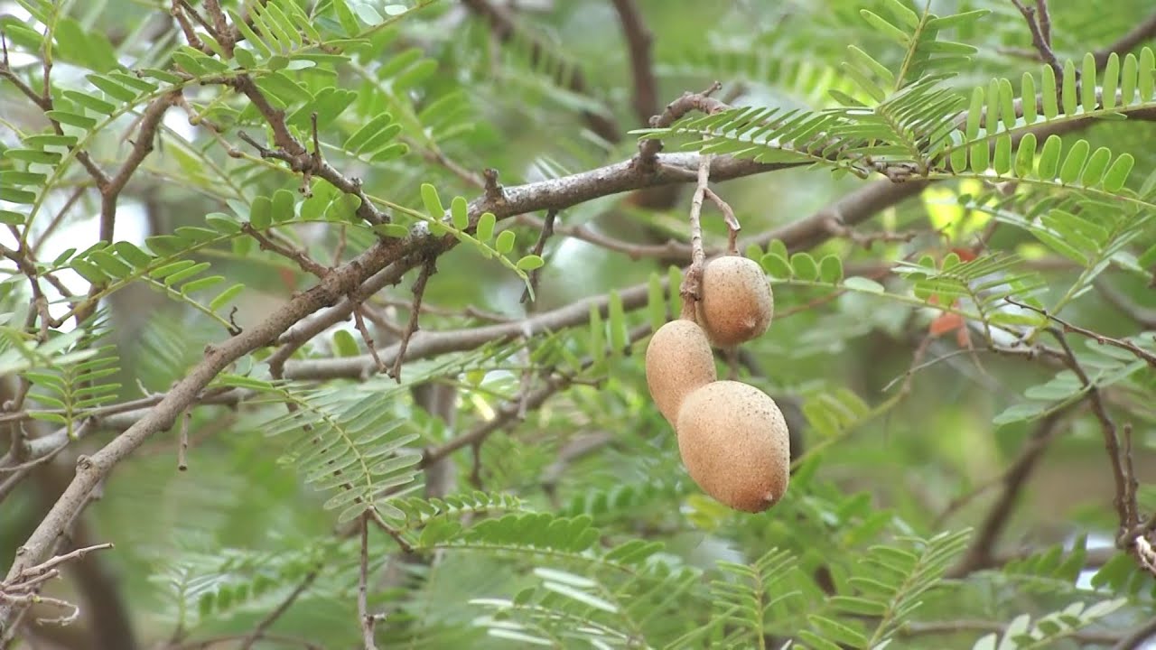 Hechos del Agro - Cultivo de tamarindo - YouTube