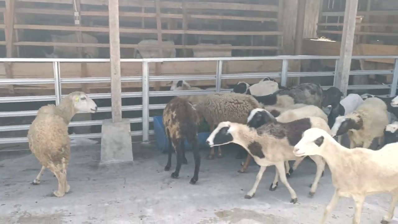 Persiapan Koloni Domba Lokal dengan Dorper F1 - YouTube