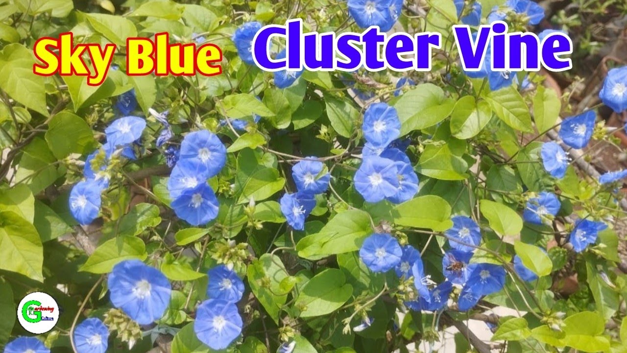 Sky Blue Cluster Vine || স্কাই ব্লু ক্লস্টারভাইন || Gardening Culture ...