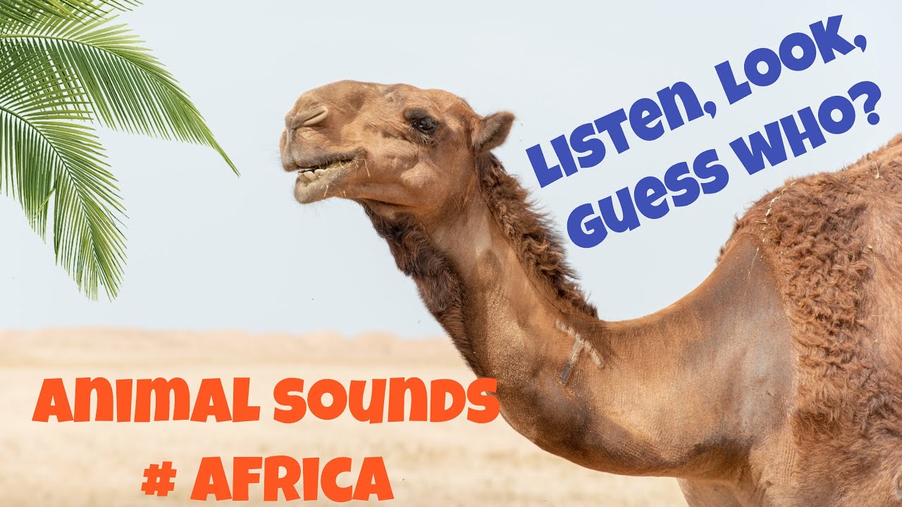 Africa. Animals sound for kids: zebra, lion, camel and others. Part.1 ...