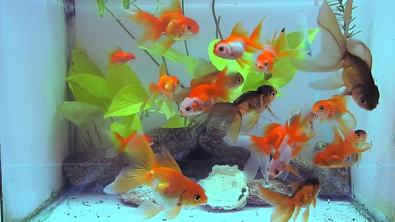 ALL BEAUTIFUL LONGTAIL GOLDFISH PUT IN TANKS SHOW,FISH PET - YouTube