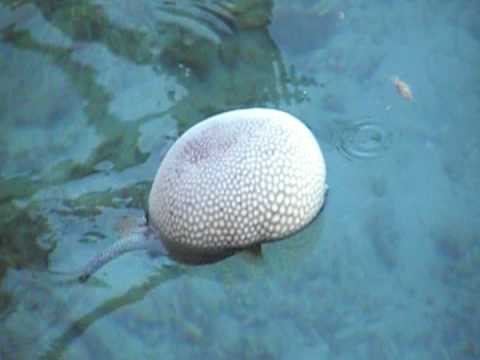blow fish deflating - YouTube