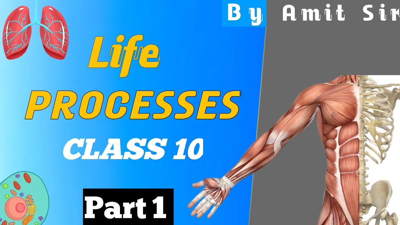 "Life Processes Demystified: Part 1 - Understanding the Essential ...