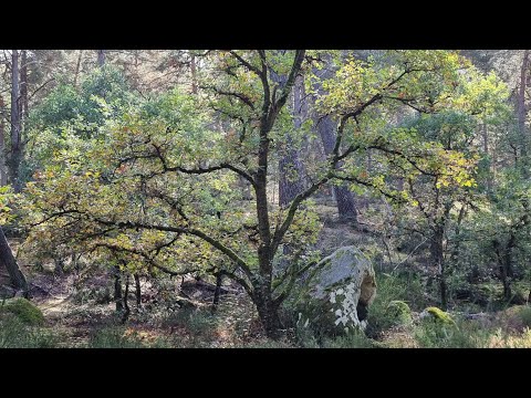 GR1, Maisse - le Bois de Malabri / Tchaikovsky The Sleeping Beauty II Dance of Pages Daniil Trifonov