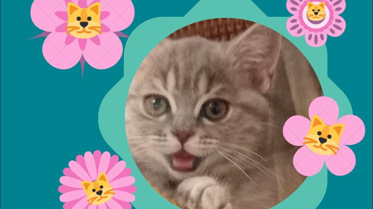 #qqcatdiary#cattus#conmèo#猫#cat This is Mr. QQ cat, and its family, the ...