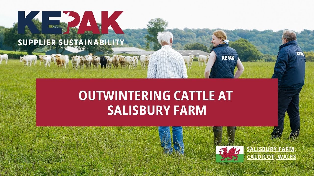 Outwintering Cattle on Salisbury Farm - YouTube