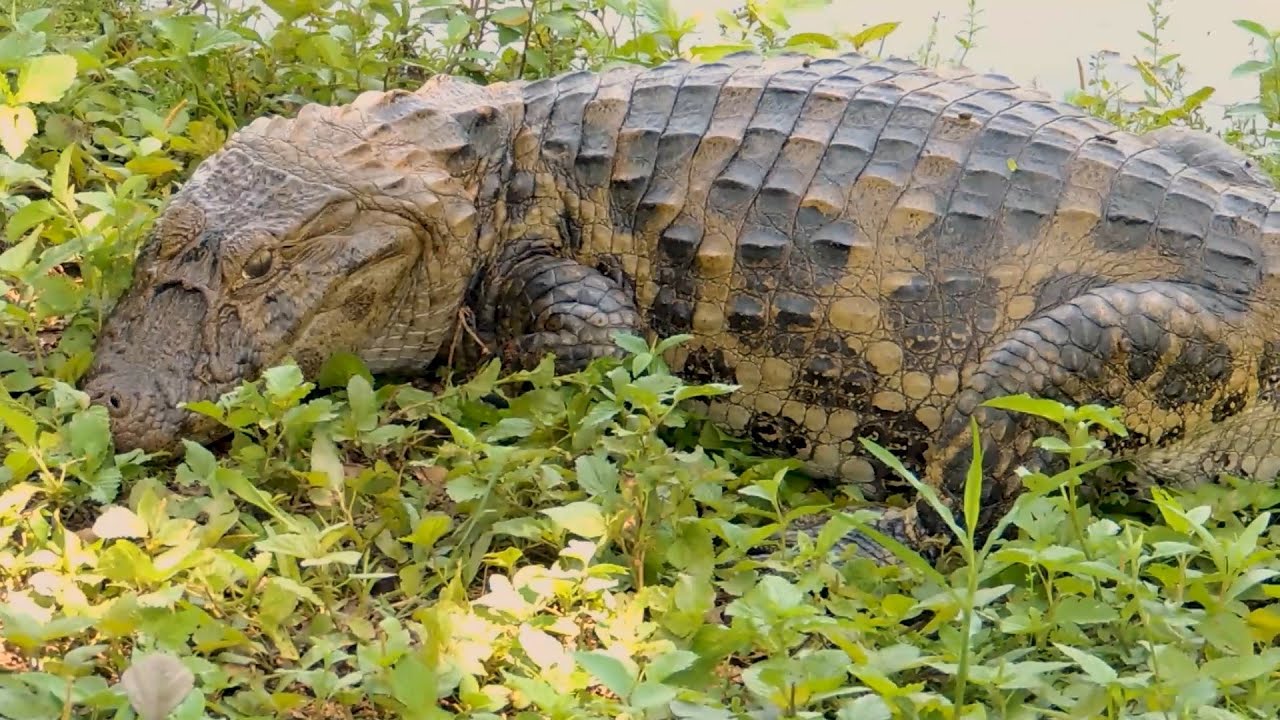 JACARÉ-DE-PAPO-AMARELO (CAIMAN LATIROSTRIS), BROAD-SNOUTED CAIMAN ...