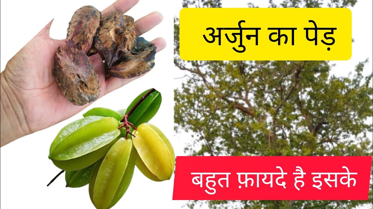 Arjun tree अर्जुन का पेड़(टर्मिनेलिया अर्जुना)। medical use of Arjun ...