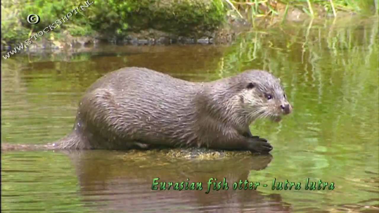 fish otter - visotter - lutra lutra - YouTube