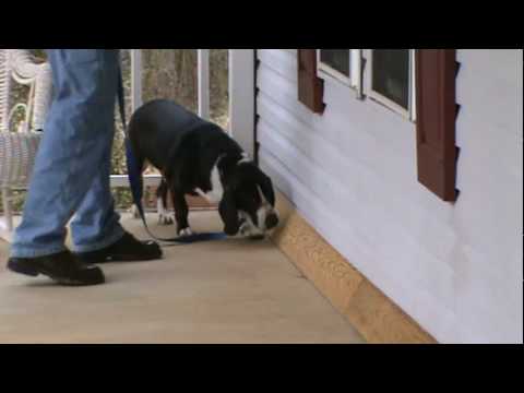 Penny The Termite Detection Dog - YouTube