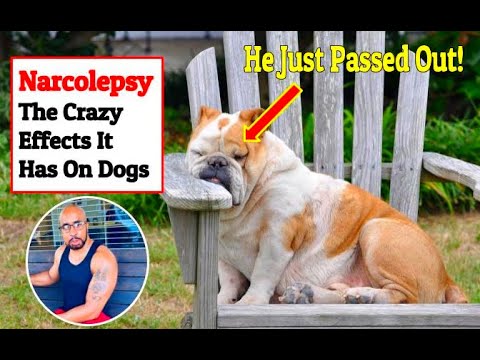 Falling Asleep Mid-Play The Mysterious World Of Narcoleptic Dogs - YouTube