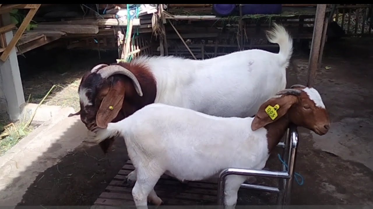 Crossing Boer FB Goat Studs with Boer F4 Does for Purebred Boer Goat ...