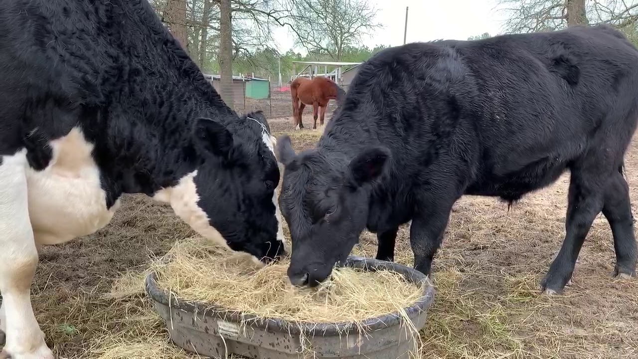 Just some peaceful cow munchies for our own version of moo-vie Monday ...