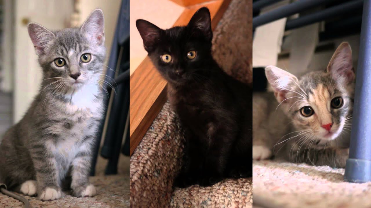Kittens for Adoption! Whoah! - YouTube