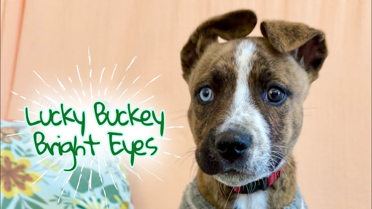 Lucky Bucky Bright Eyes and his Amazing Ears will make you say WOW ...