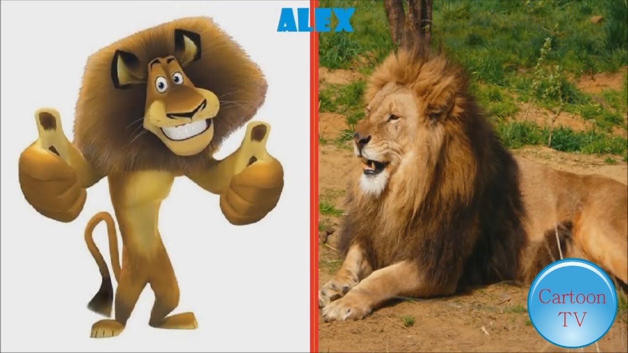 MADAGASCAR IN REAL LIFE CHARACTERS - YouTube