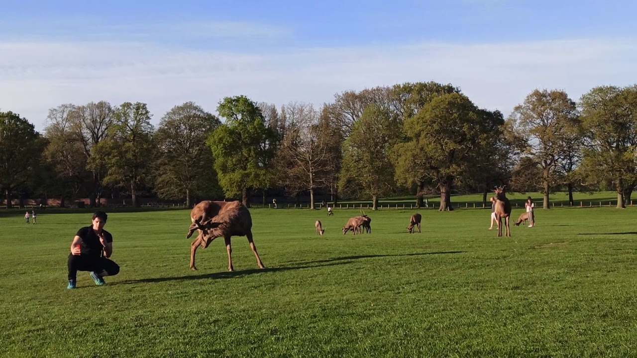 Man vs deer Wallington park - YouTube