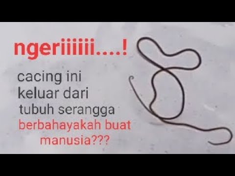 Cacing Rambut Kuda (Nematomorpha) aktif di air maupun di darat - YouTube
